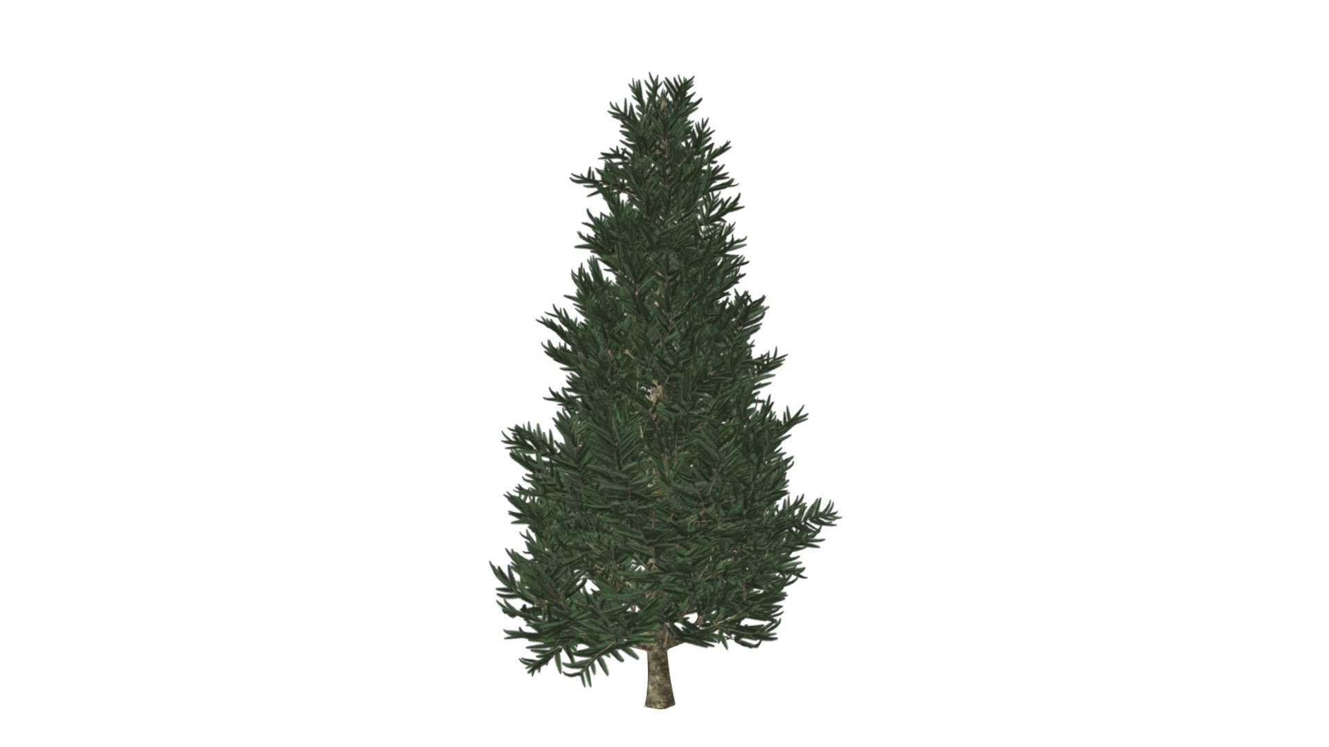 Fraser Fir Tree #07 - Buy Royalty Free 3D model by meshshape [63ad5b4 ...