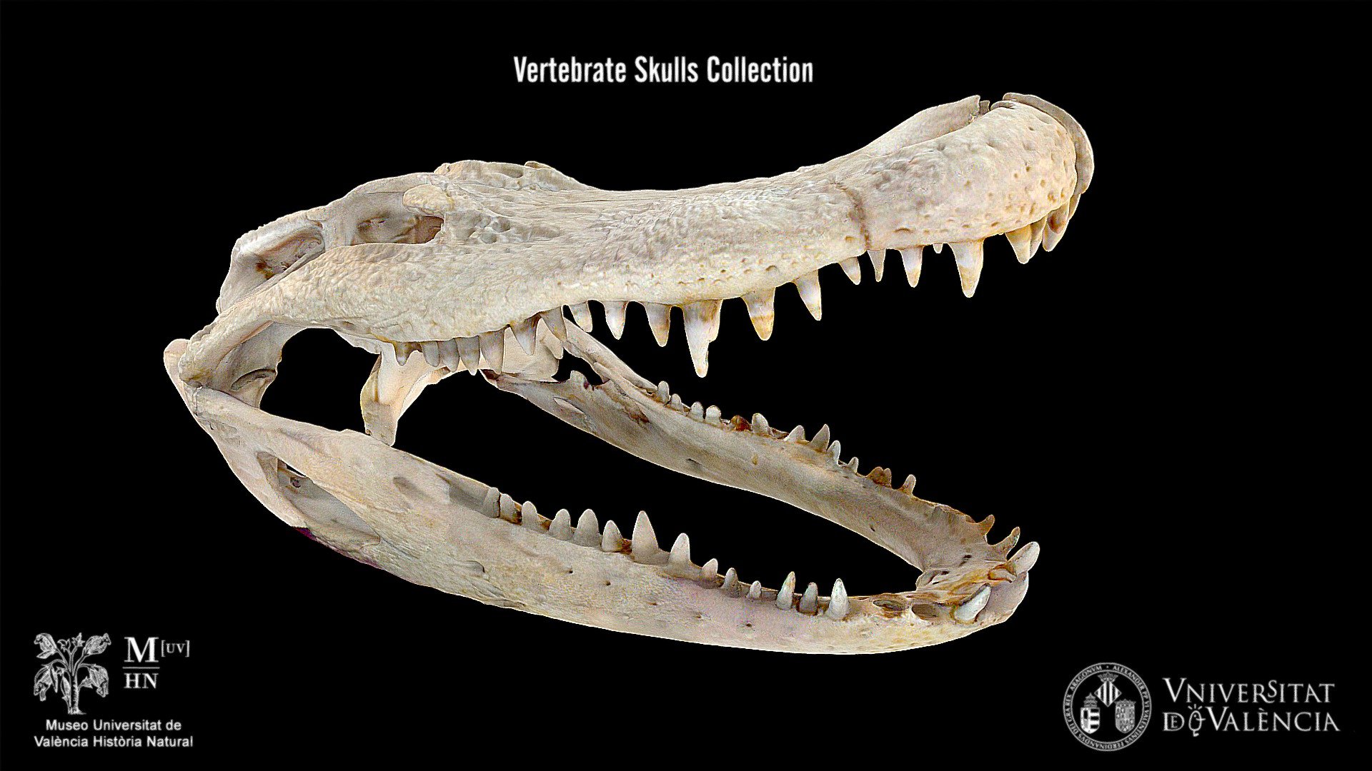 American alligator "Alligator mississippiensis" - Download Free 3D ...
