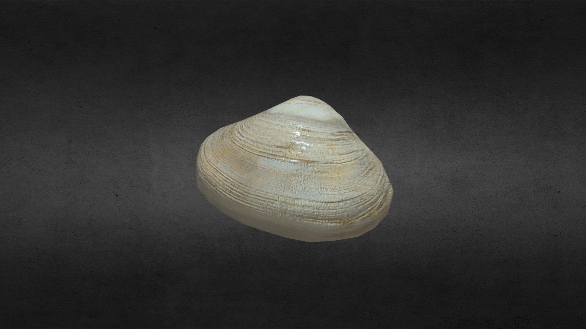 Clam shell from Keats Island - - Download Free 3D model by Urielgc ...