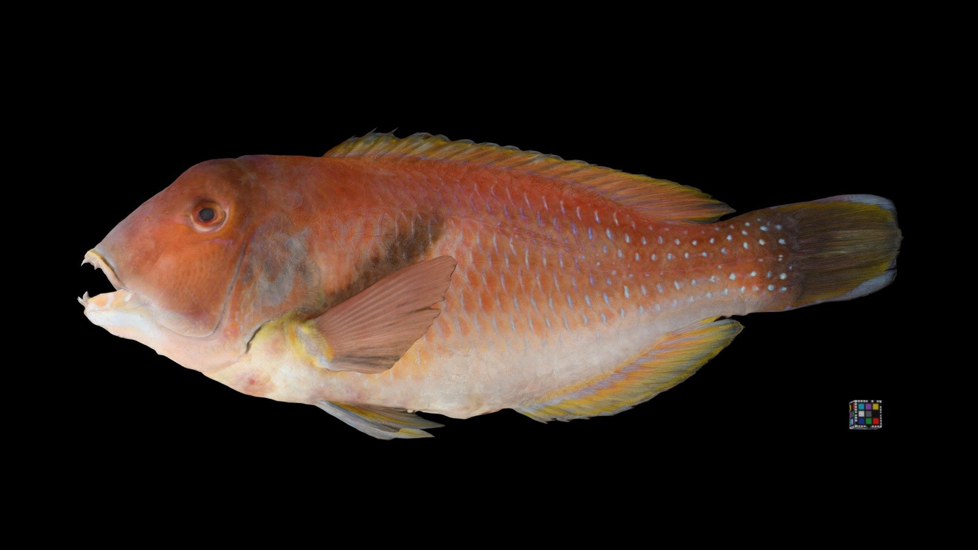 イラ Azurio Tuskfish, Choerodon azurio - Download Free 3D model by ffish ...