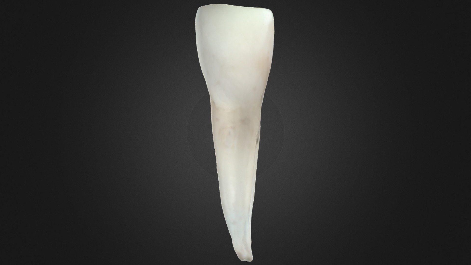 Dente 11 - Upper Right Central Incisor (ID 11a) - Download Free 3D ...