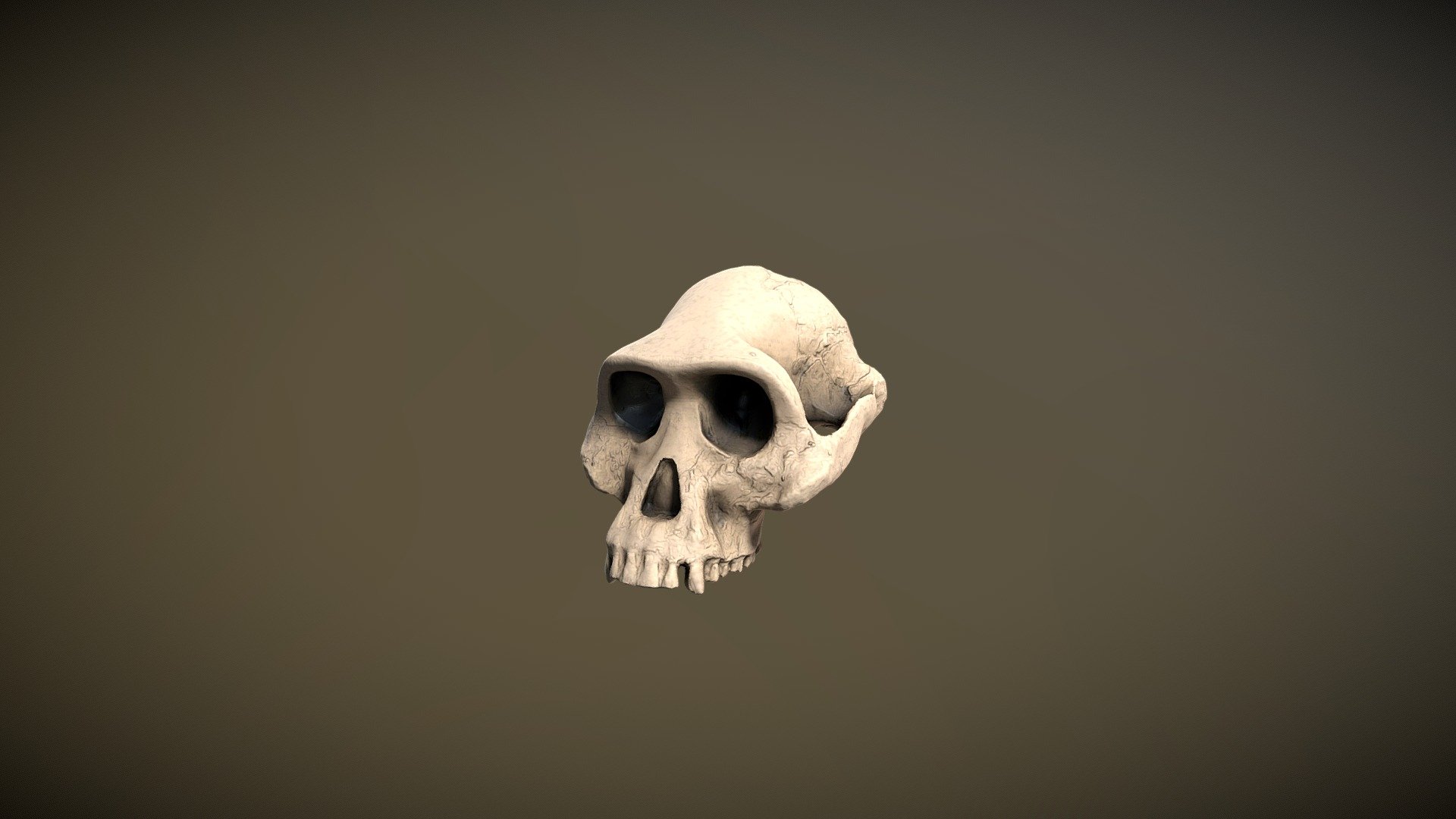 Australopithecus Afarensis - Download Free 3D model by Plantigraphe ...