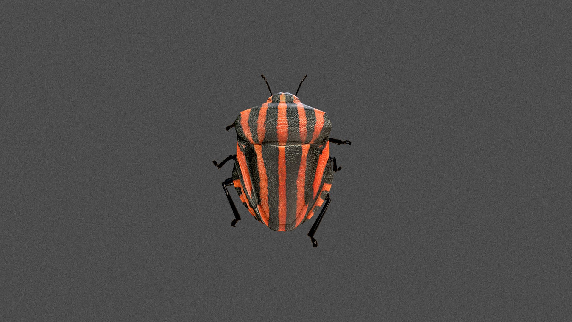 striped bug - Download Free 3D model by hectopod [63c4210] - Sketchfab