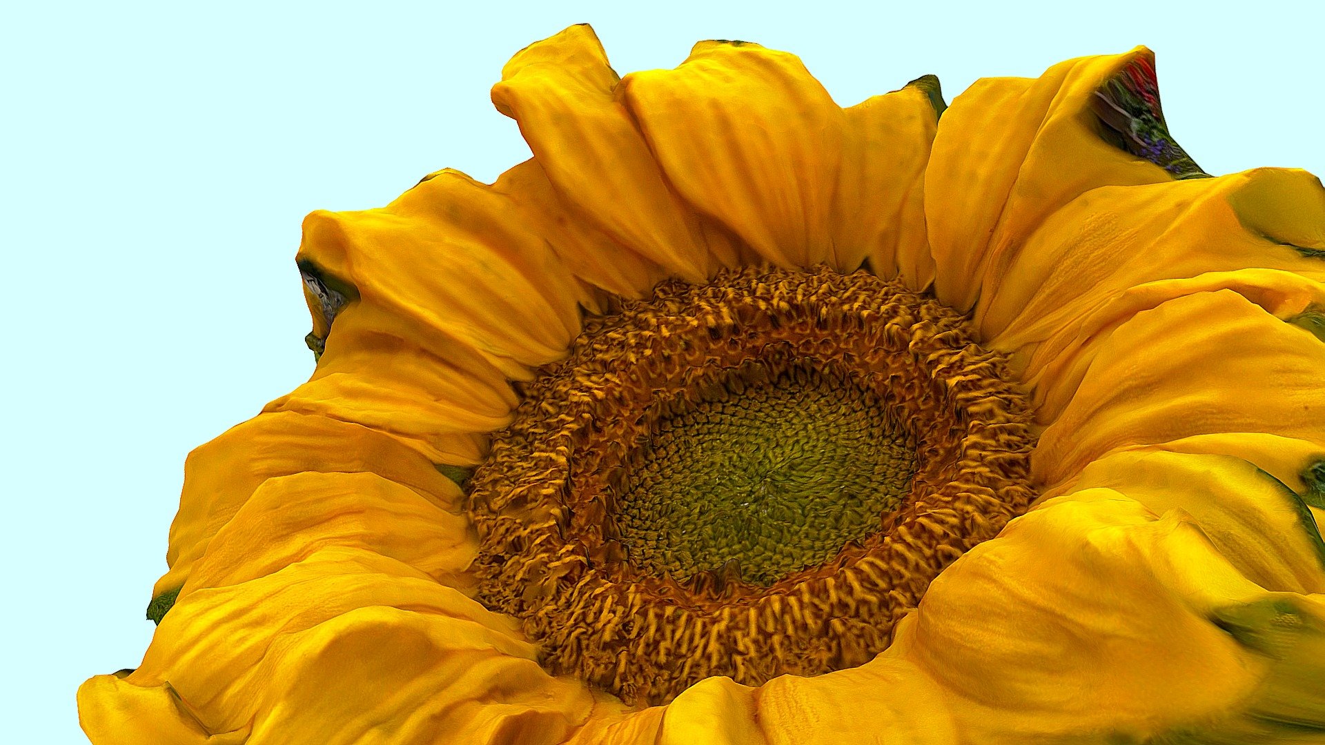 Sunflower study august 22 - 3D model by cathalmcd [63cfd95] - Sketchfab