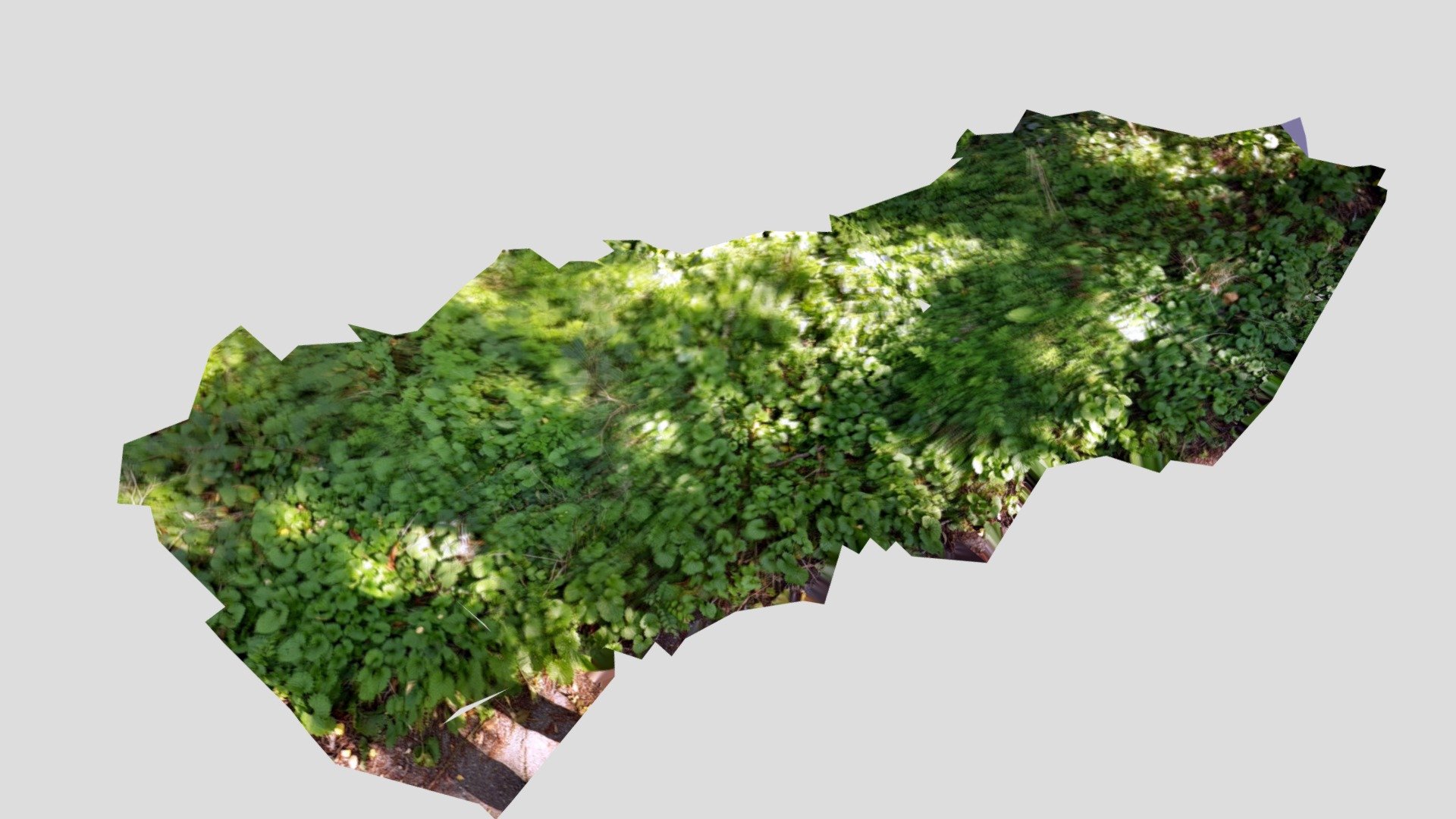 Scan_leafs - Download Free 3D model by EmilieCorne [63d55d3] - Sketchfab