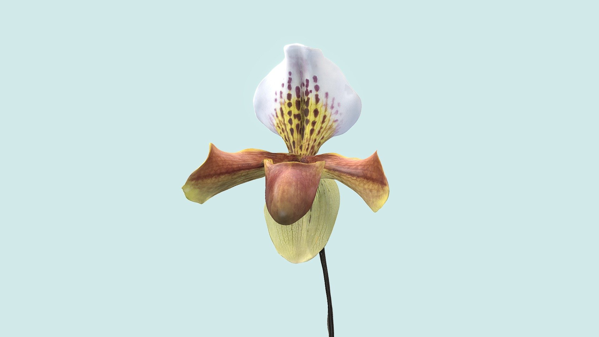 Cypripedioideae (Lady's Slipper Orchid) - Download Free 3D model by ...