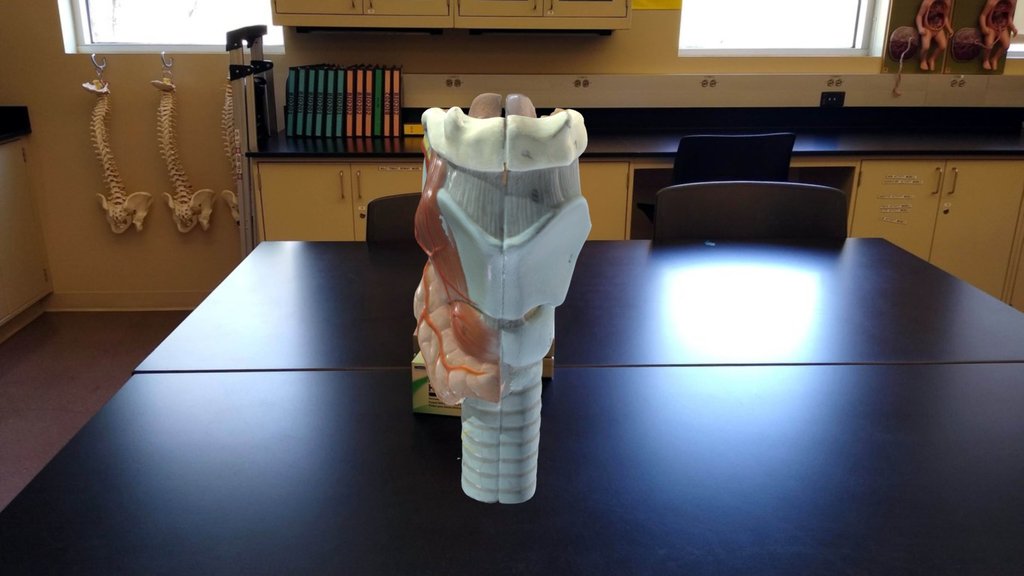 Larynx - A 3D model collection by mb0g0119 - Sketchfab