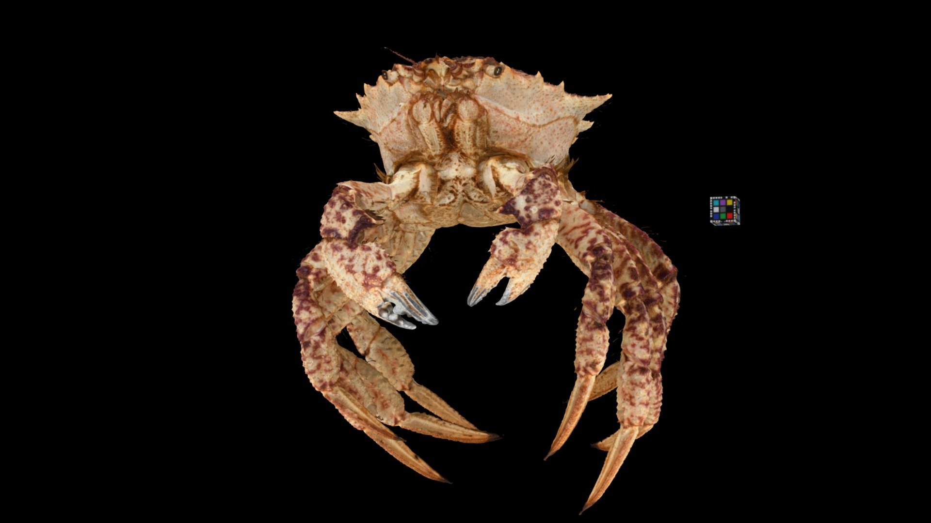 トゲクリガニ ♂ Helmet Crab, Telmessus acutidens - Download Free 3D model by ...