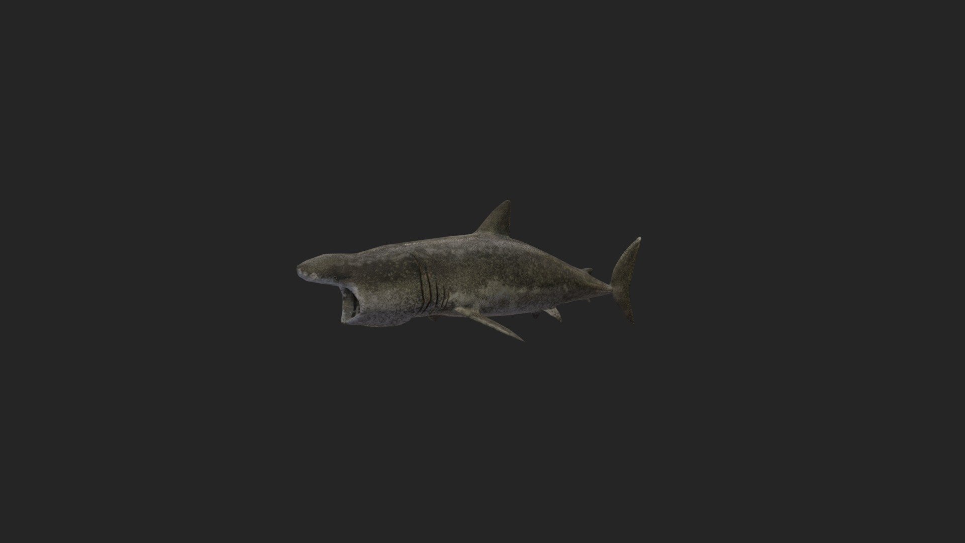 Basking-shark - 3D model by josluat91 [63e2040] - Sketchfab