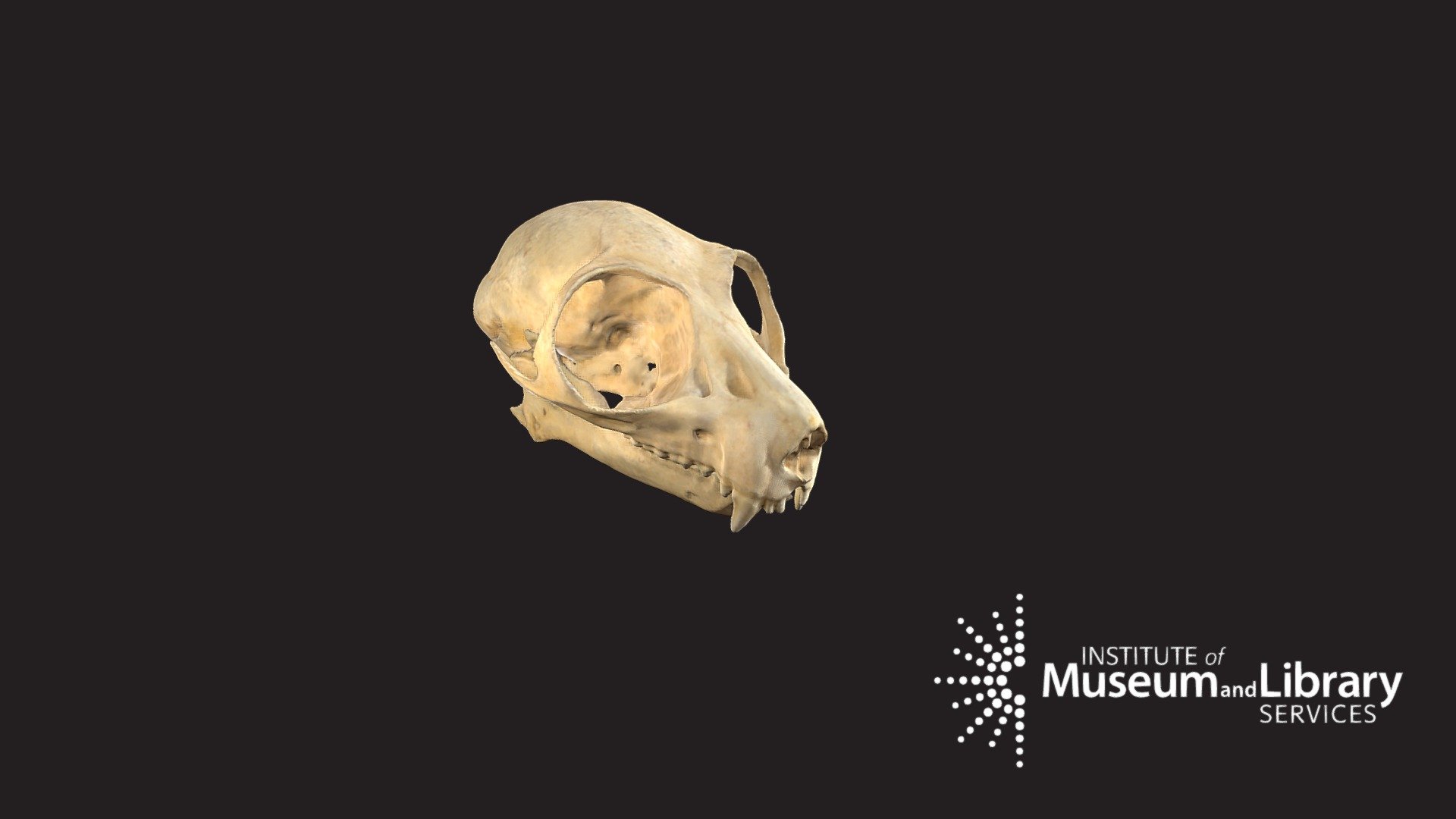 HTB 0748, Northern Greater Galago Skull - 3D model by Cleveland Museum ...
