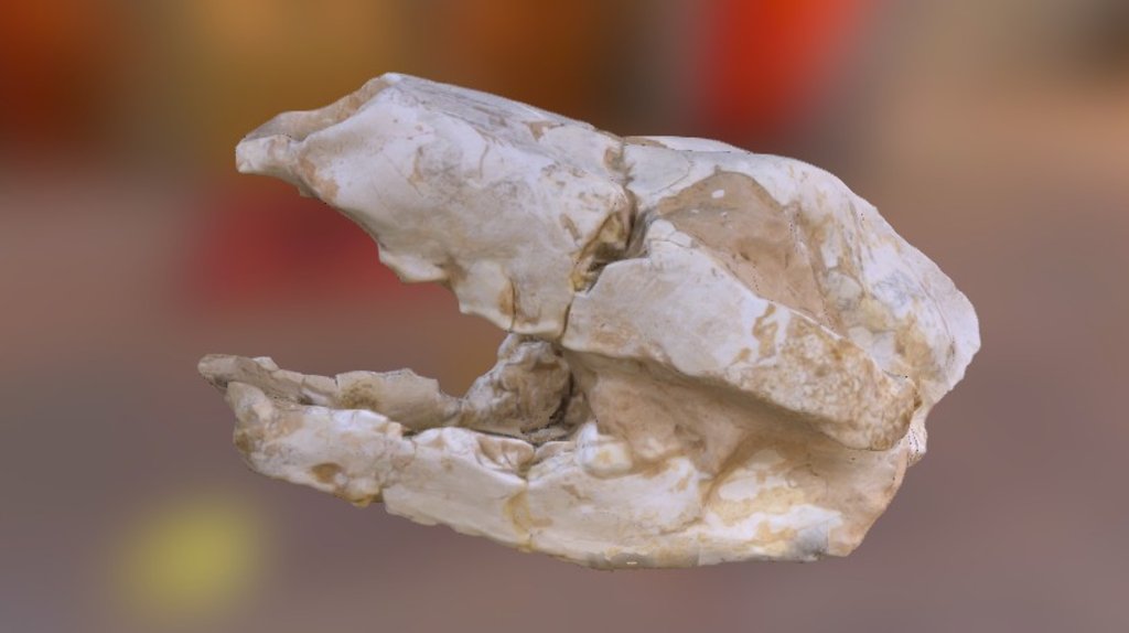 Wild Dog Fossil - 3D model by 3D Fossils (@conqueror78) [63e9281 ...