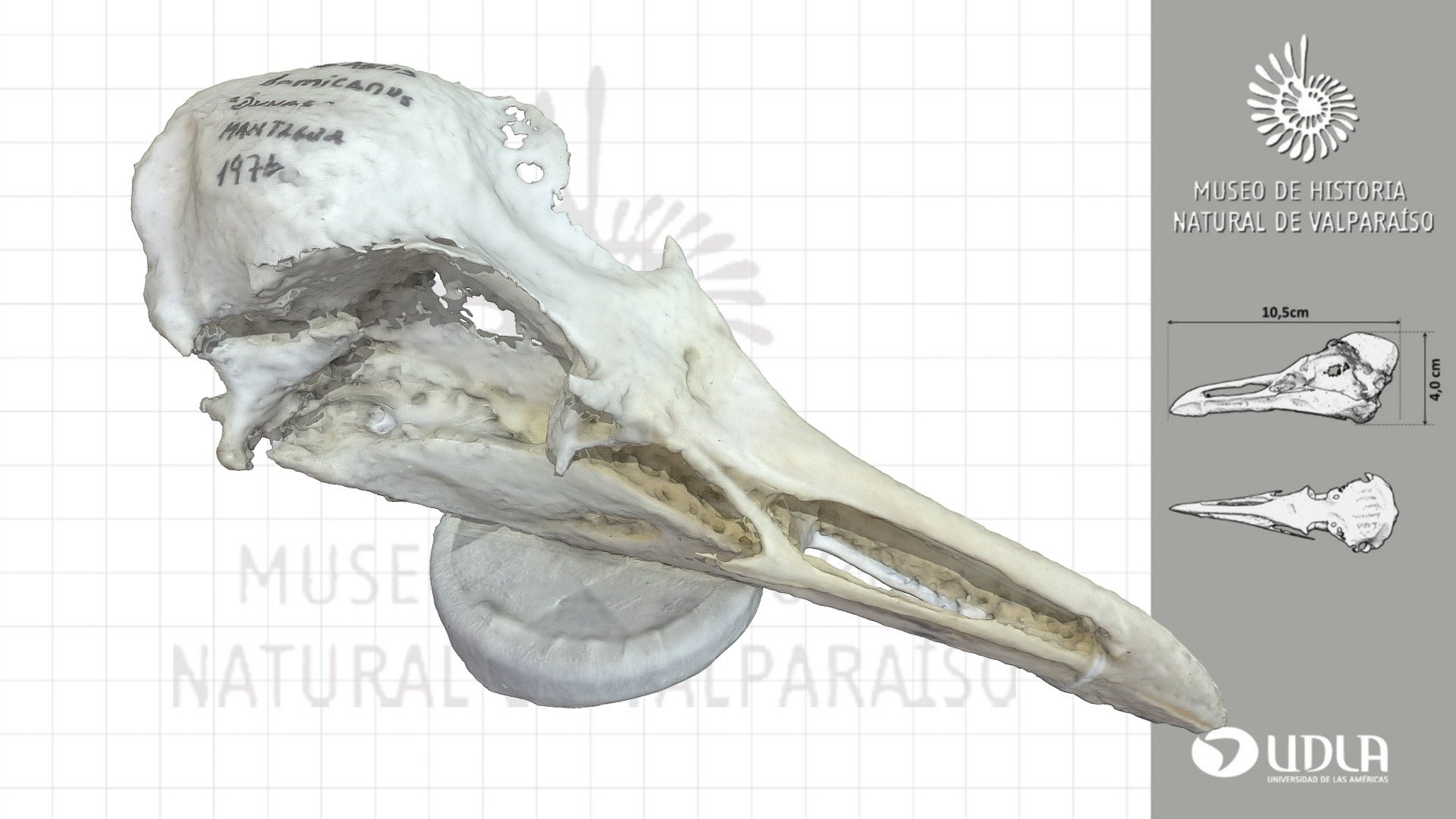 Cráneo de gaviota / Kelp Gull Skull - 3D model by Proyect 360 ...