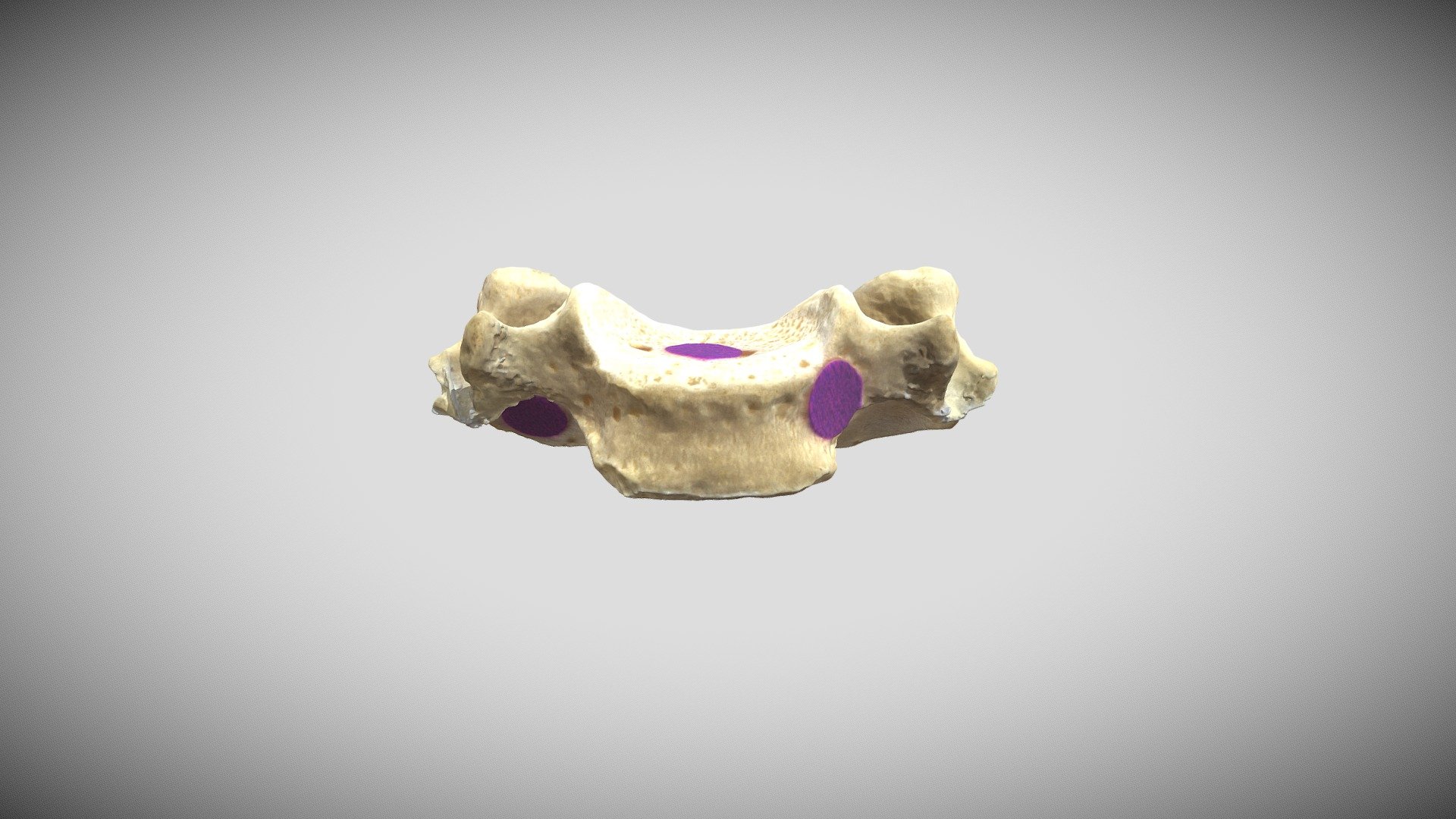 Cervical Vertebrae (Labeled) - Download Free 3D model by San Diego ...