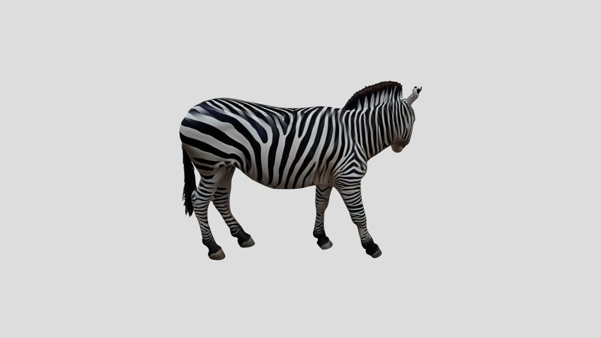ZEBRA - 3D model by viraudi27 [6402ac0] - Sketchfab