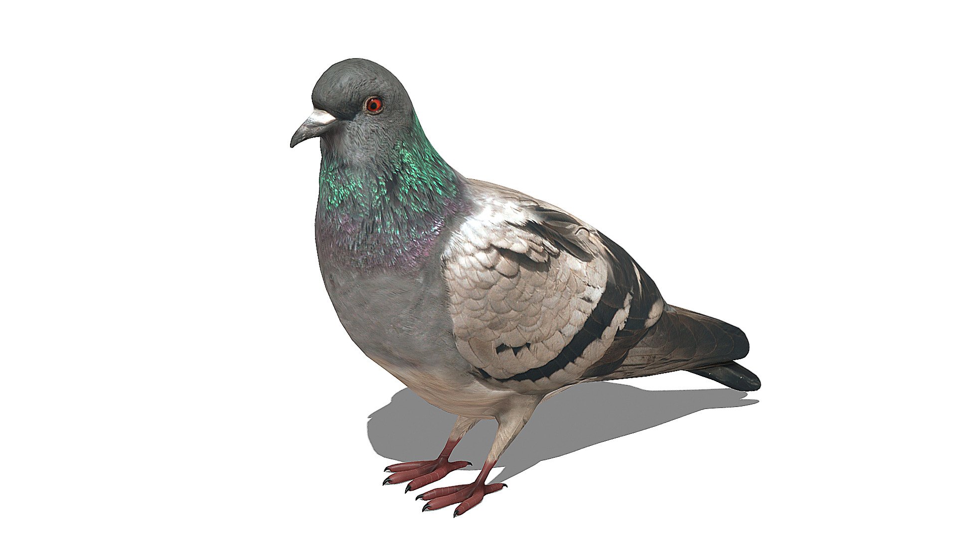 Pigeon #1 - 3D model by ₦₥₵ ฿₵ (@nmcbc) [640af0b] - Sketchfab
