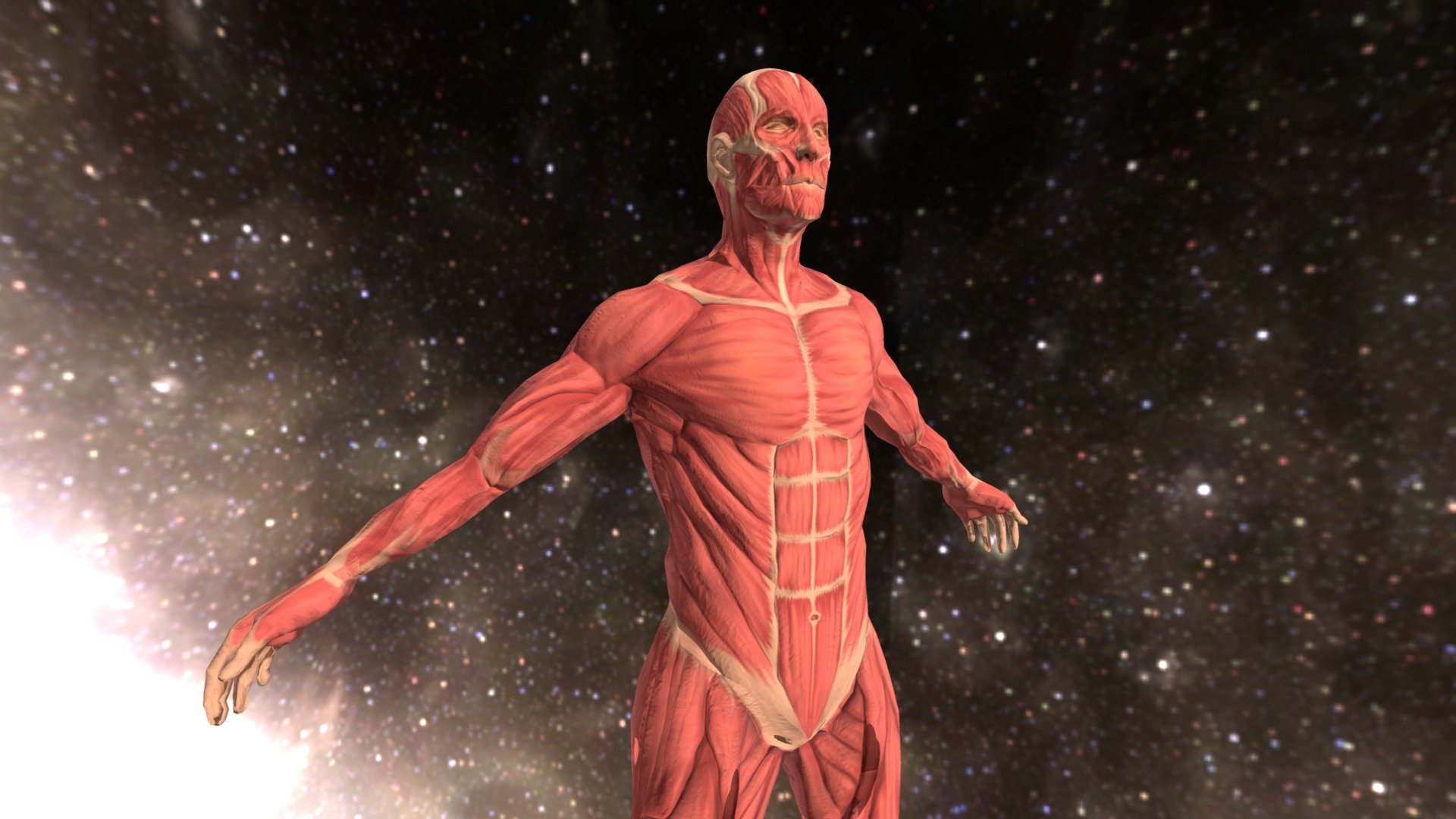 Ejercicio 1 - Músculos - 3D model by ghostofquartz [640d69d] - Sketchfab