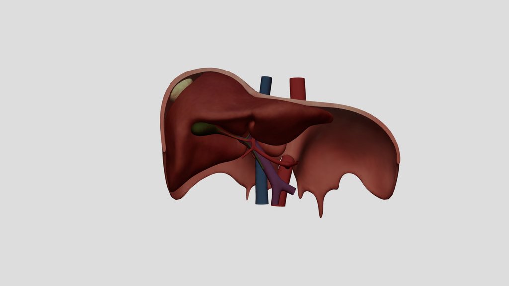 Surgical Anatomy - A 3D model collection by TVASurg - Sketchfab