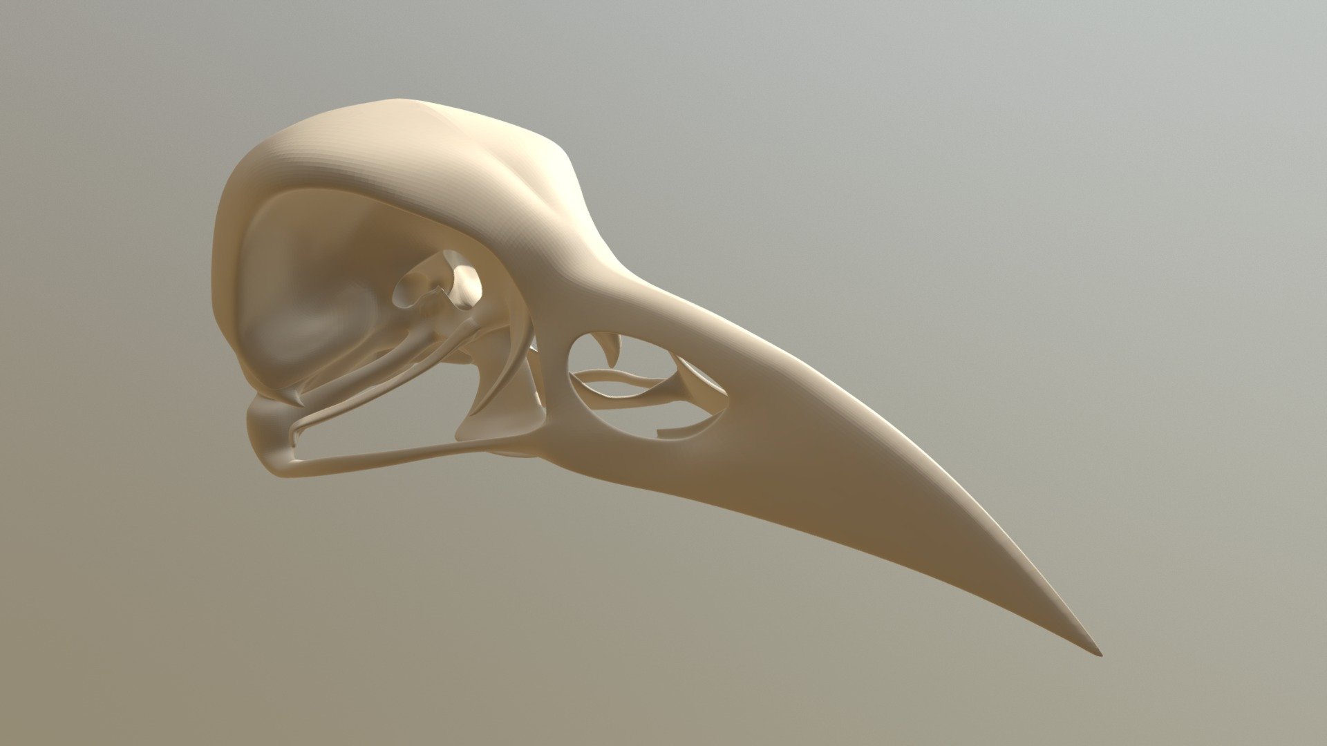 Bird skull - 3D model by verae [641e05f] - Sketchfab