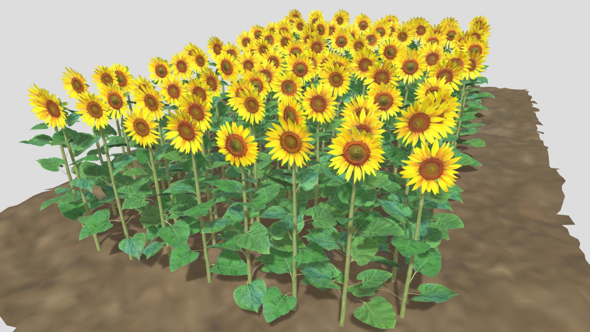 sunflower - Buy Royalty Free 3D model by Buncic [641ea4e] - Sketchfab Store