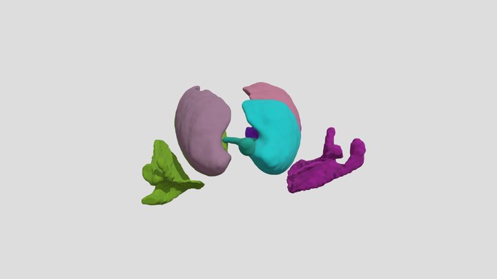 Trachea 3D models - Sketchfab