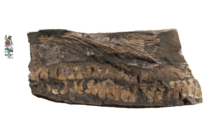 Ichthyosaurus 3D models - Sketchfab
