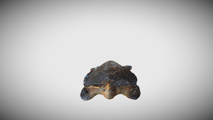 Cheloniidae 3D models - Sketchfab