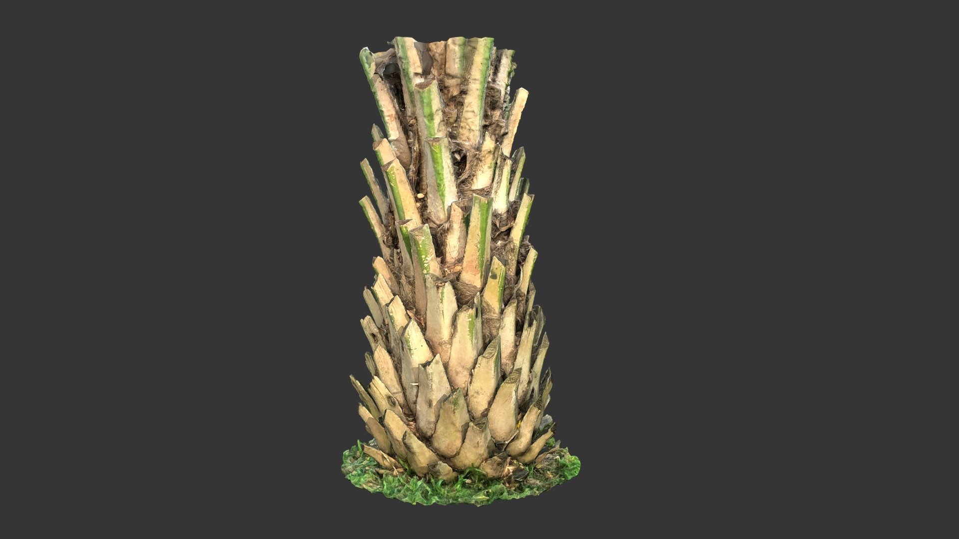 Oil Palm Trunk 01 - Photogrammetry - Buy Royalty Free 3D model by Mega ...