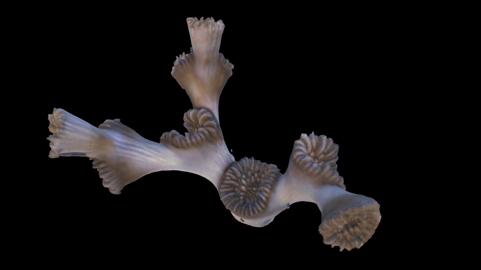 Cyathelia axillaris (Ellis & Solander, 1786) - 3D model by FRELab ...