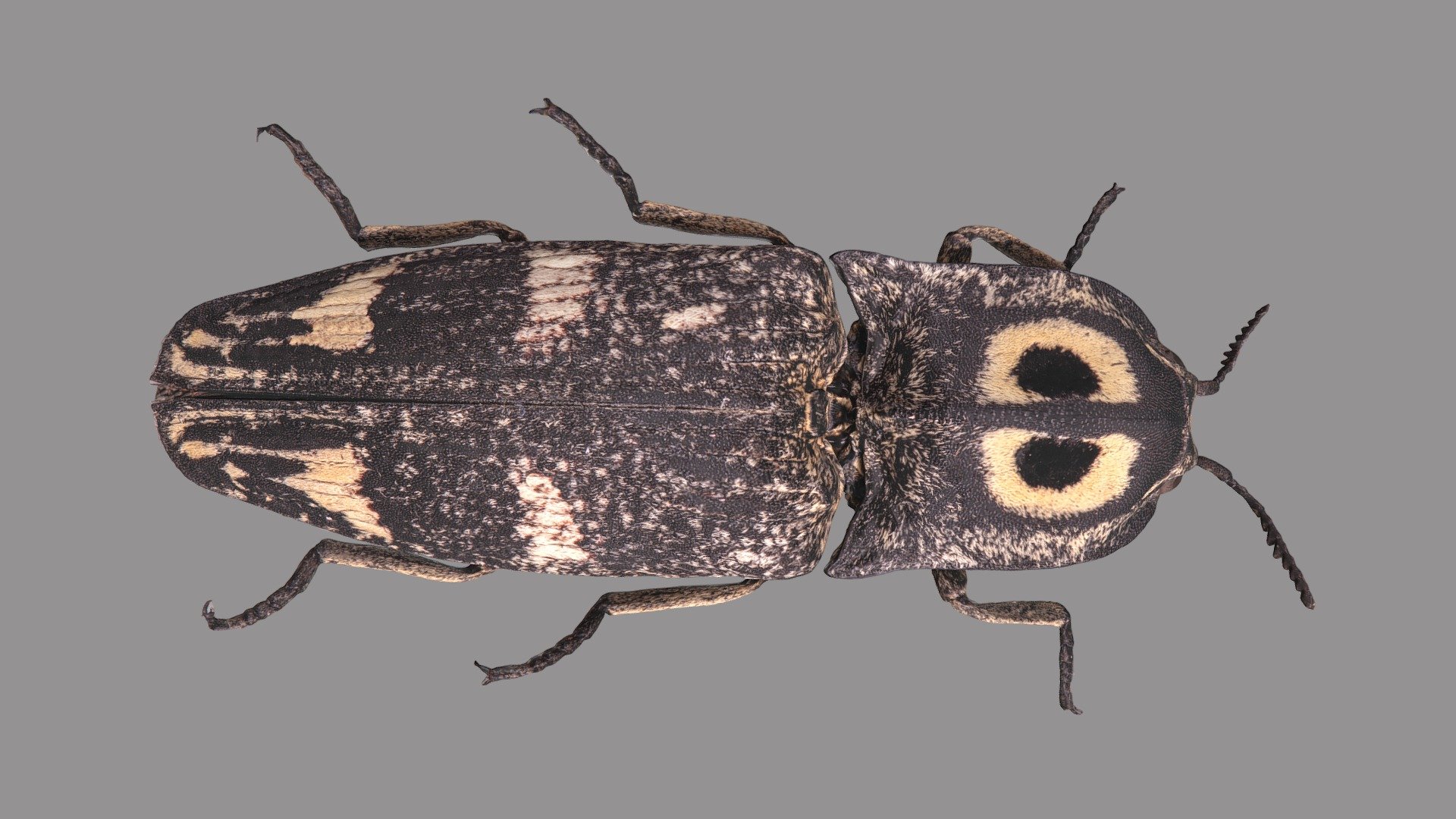 Lycoreus regalis - 3D model by VirNat [642f455] - Sketchfab