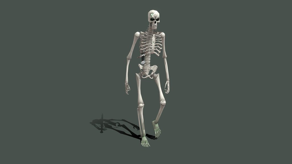 Anatomy - A 3D model collection by sfliminality - Sketchfab