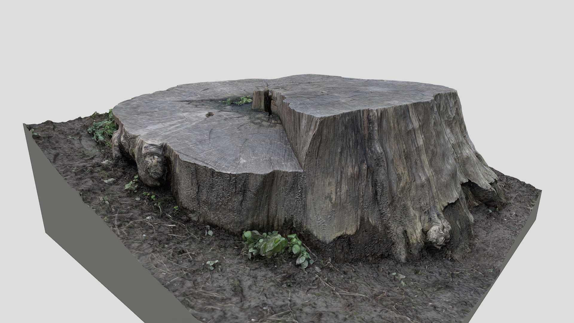 Cut Tree - Download Free 3D model by ScanLife [64389ae] - Sketchfab