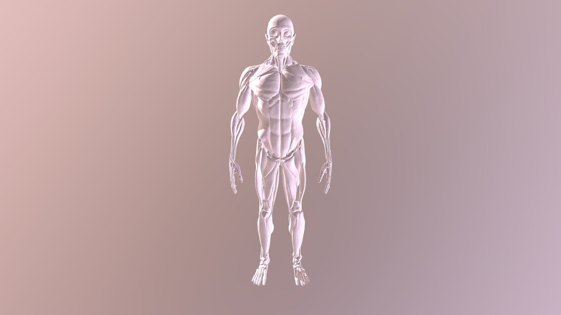 Muscular System - 3D model by MarianaTapia [643c47f] - Sketchfab
