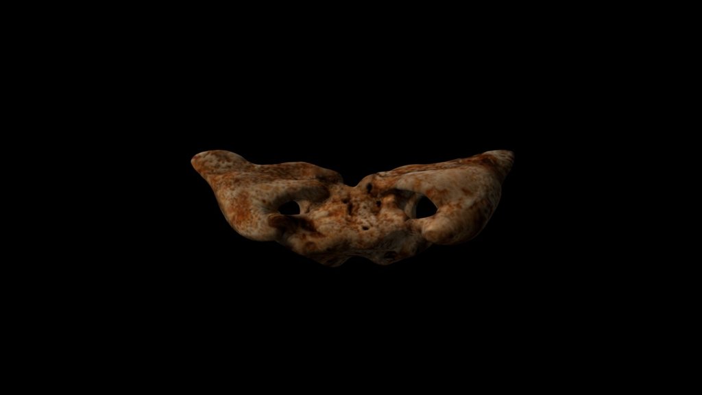 Sphenoid: Presphenoid/Lesser wings - 3D model by Ras Benn (@rasbenn ...