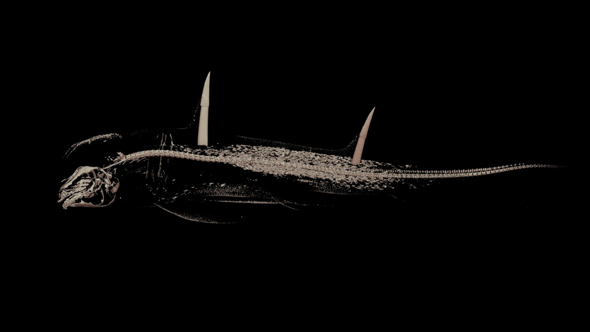 ネコザメ 🦈 CT scan 🦴 Japanese Bullhead Shark - Download Free 3D model by ...