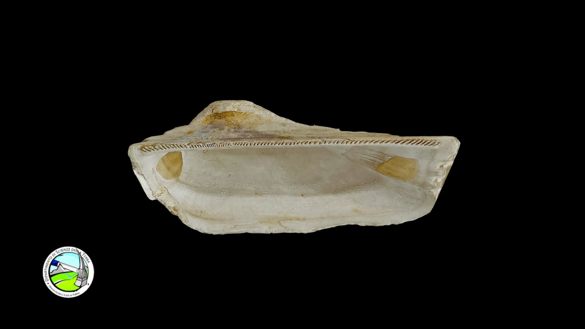 Arca - 3D model by Dipartimento di Scienze della Terra - UniTo ...