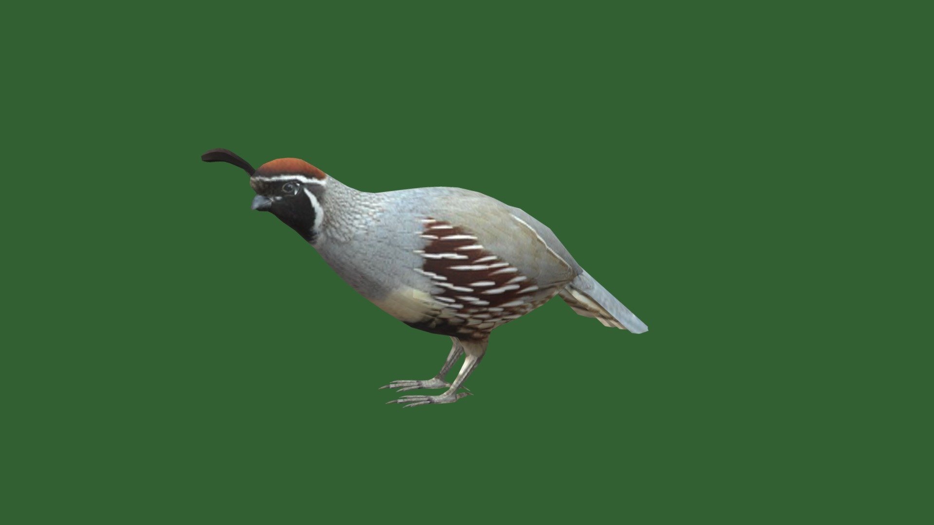 Quail - Download Free 3D model by lwinhein5 [6442997] - Sketchfab