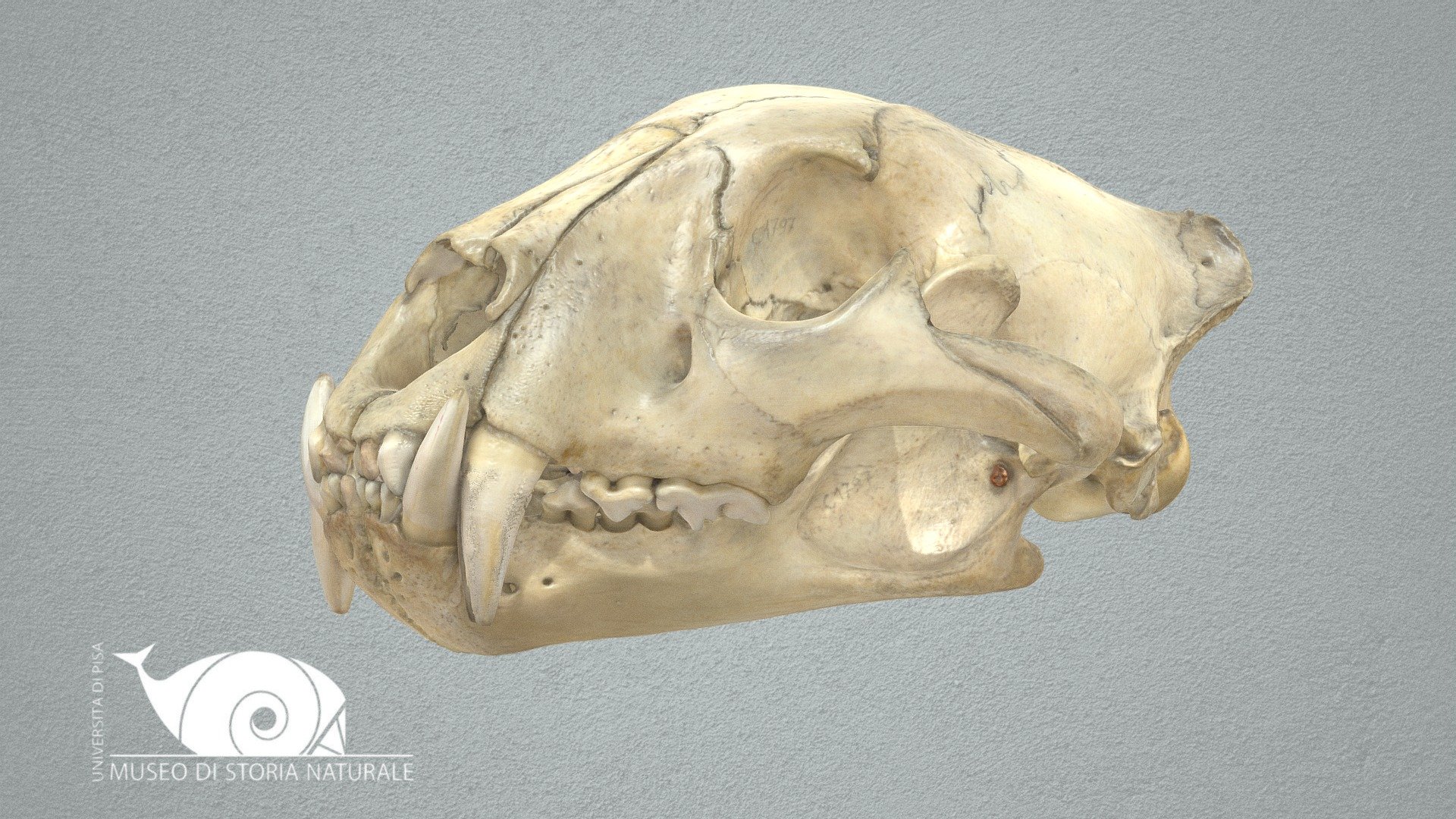 Lion Skull Side View