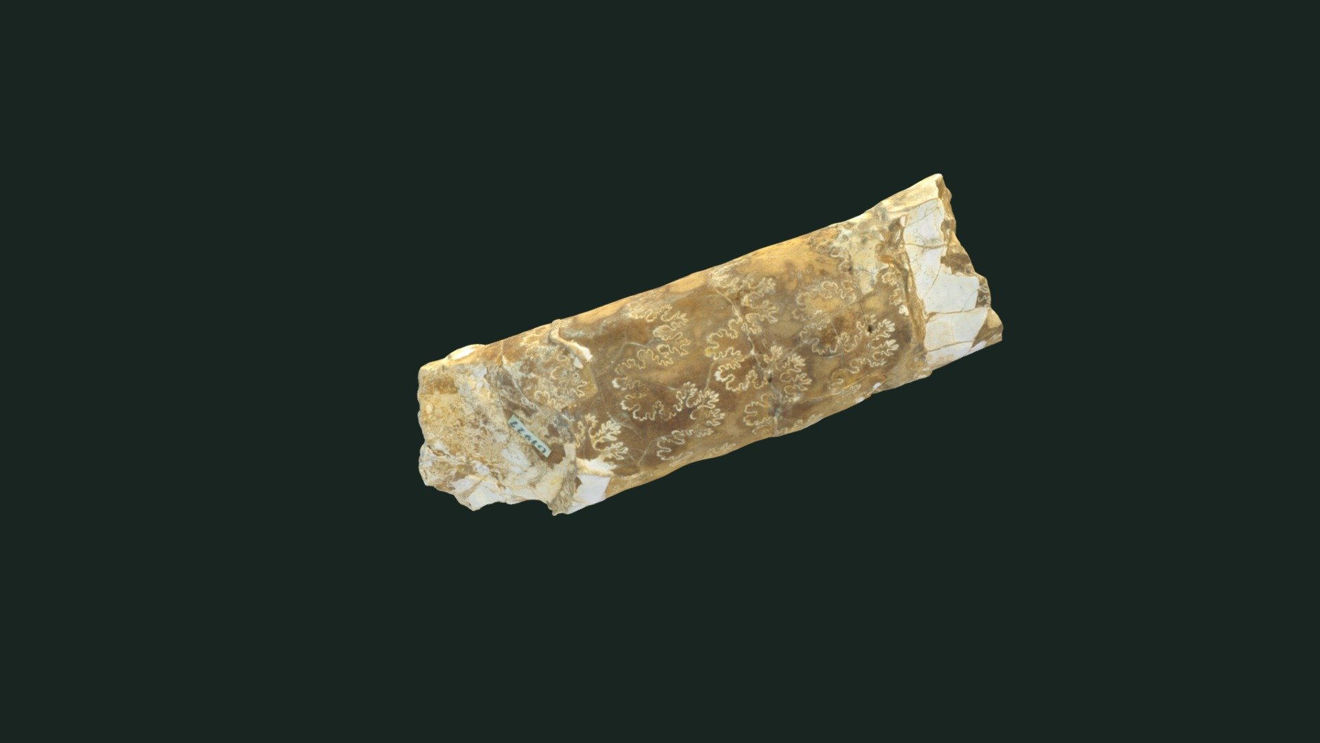 Baculites sp. D1927 - Buy Royalty Free 3D model by Shellie Luallin ...