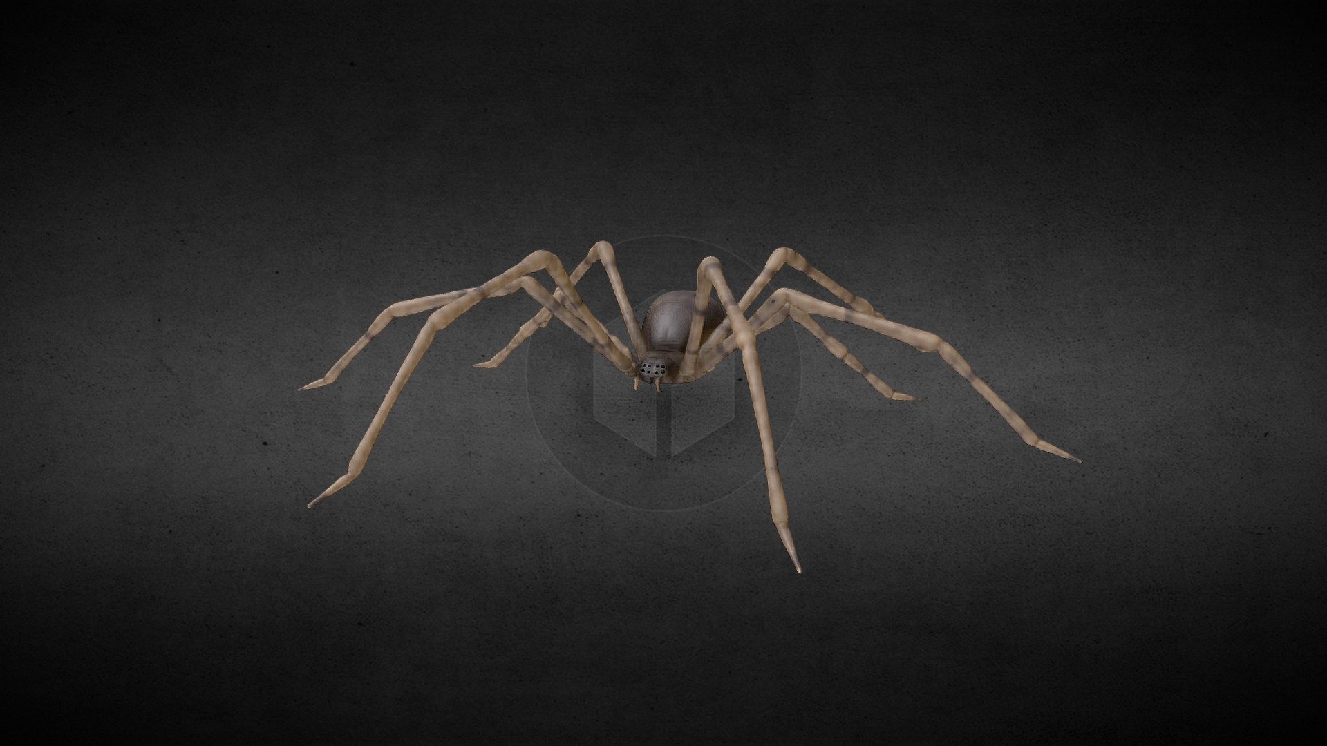 Spider - 3D model by Olivierwautier [644969d] - Sketchfab