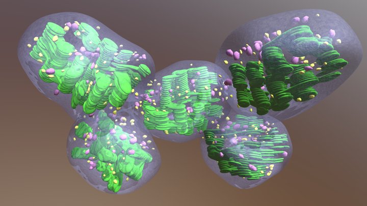 Chloroplast 3D models - Sketchfab