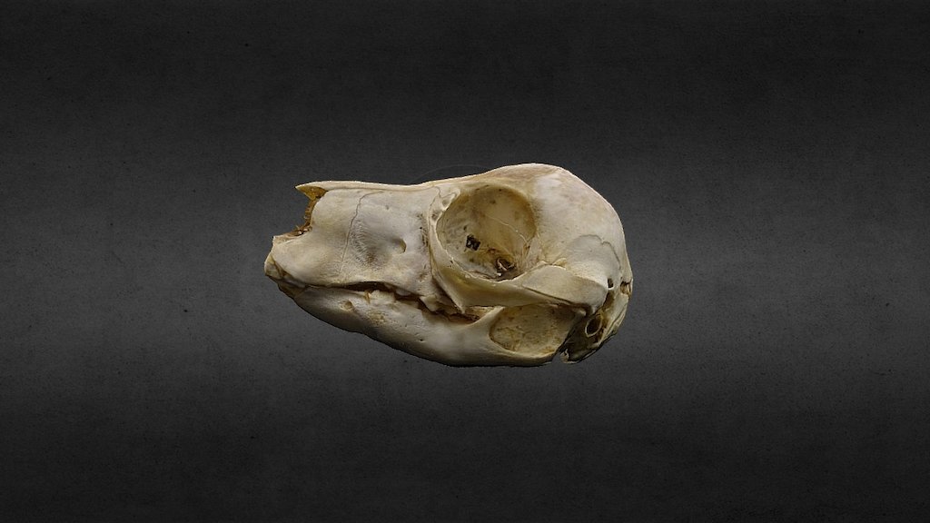 Western Grey Kangaroo Skull (Joey) - 3D model by Stewie (@stewie1302 ...