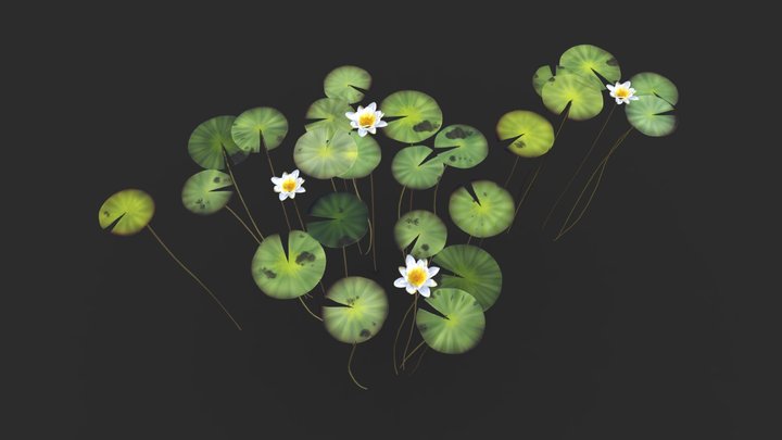 Lily 3D models - Sketchfab