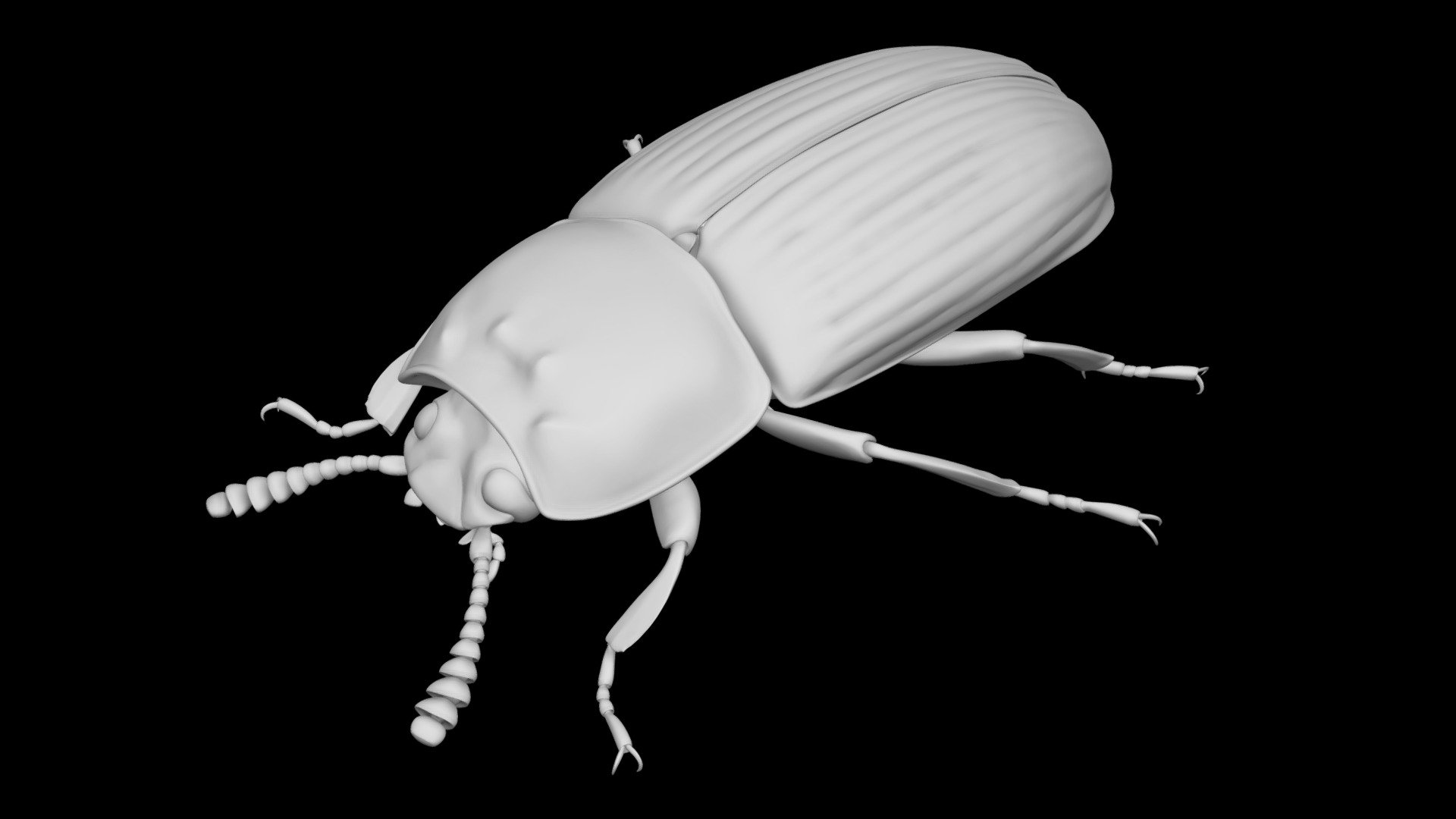 Basanus Erotyloides - Download Free 3D model by tunosemi [6455ad8 ...