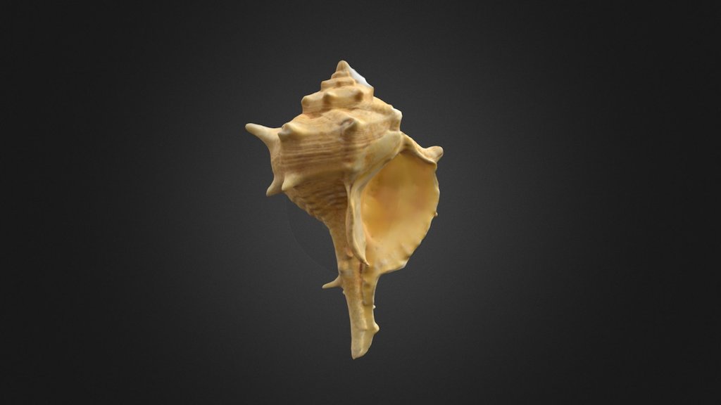 Búzio - 3D model by gabrielagabriela (@gabrielasales) [645a135] - Sketchfab