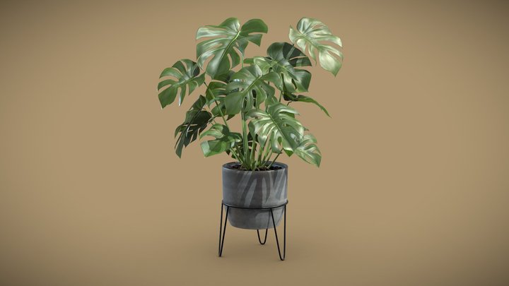 Monstera 3D models - Sketchfab
