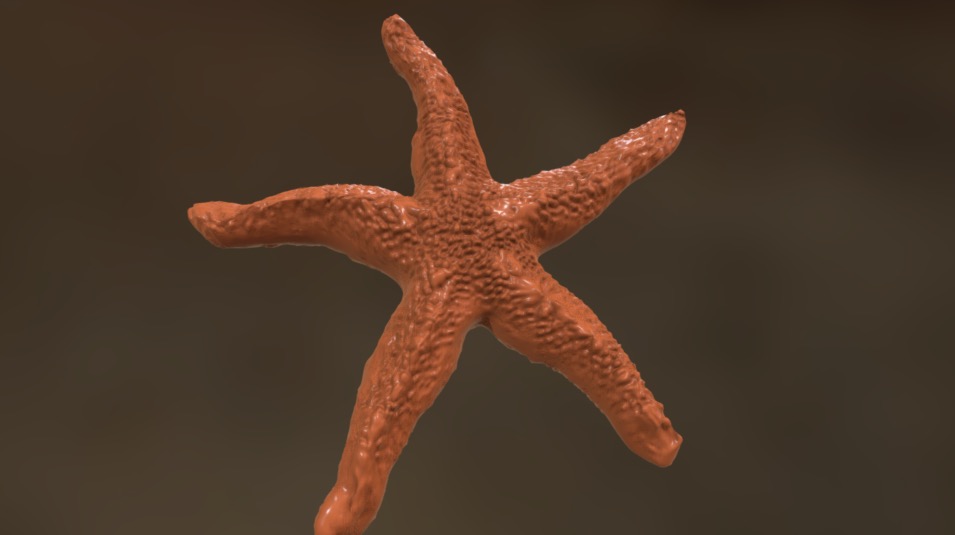 Starfish - Download Free 3D model by Ian Christopher (@ianchrisjohn ...
