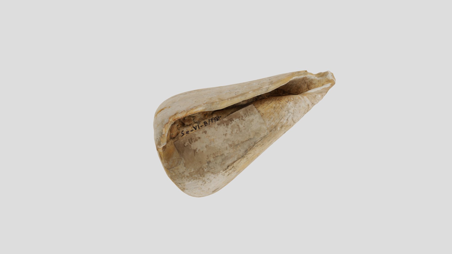 Conus betulinoides - 3D model by SMA-UniGe [645b9a2] - Sketchfab
