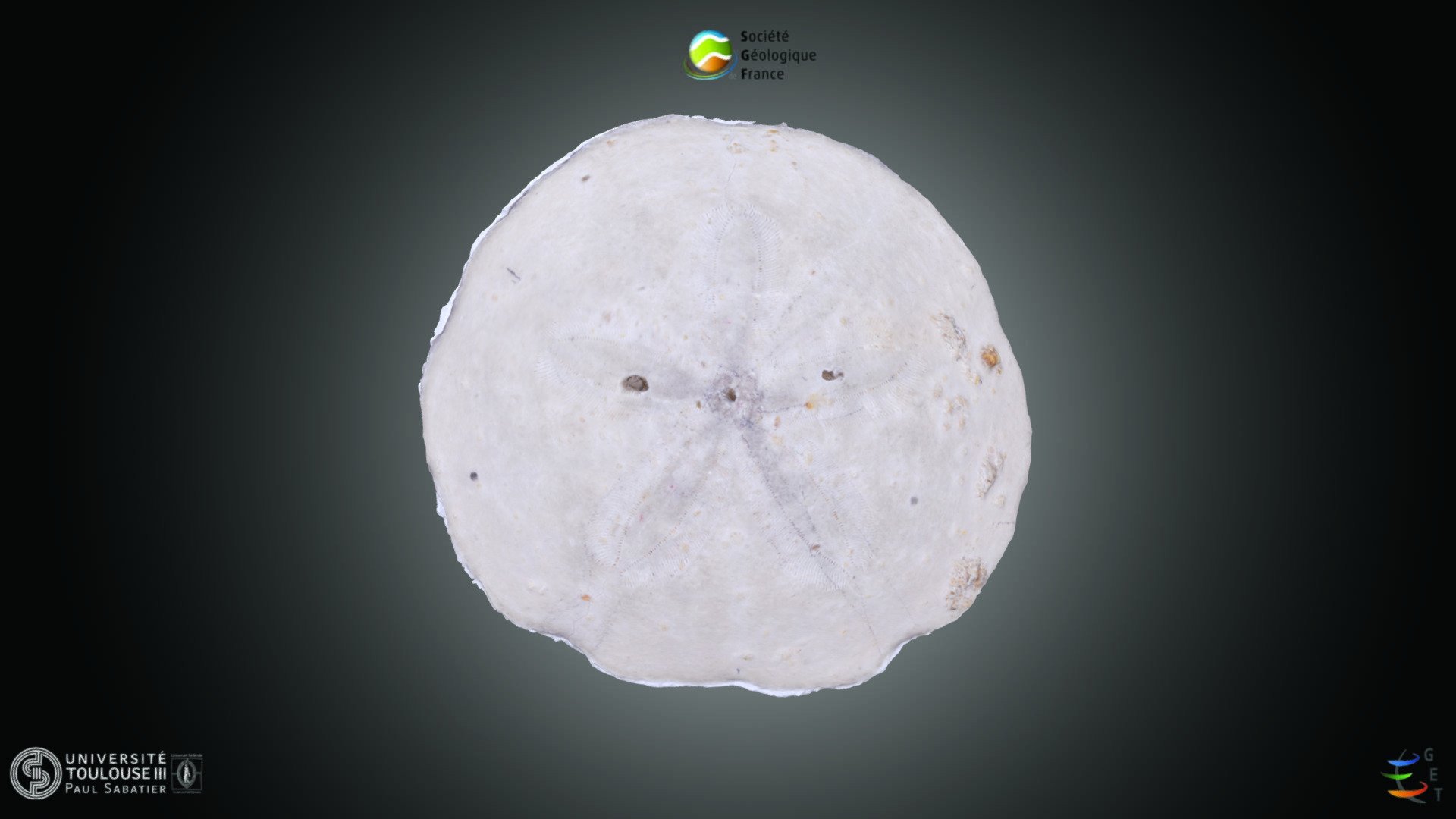 Echinoderme - Scutella sp. - Download Free 3D model by Société ...