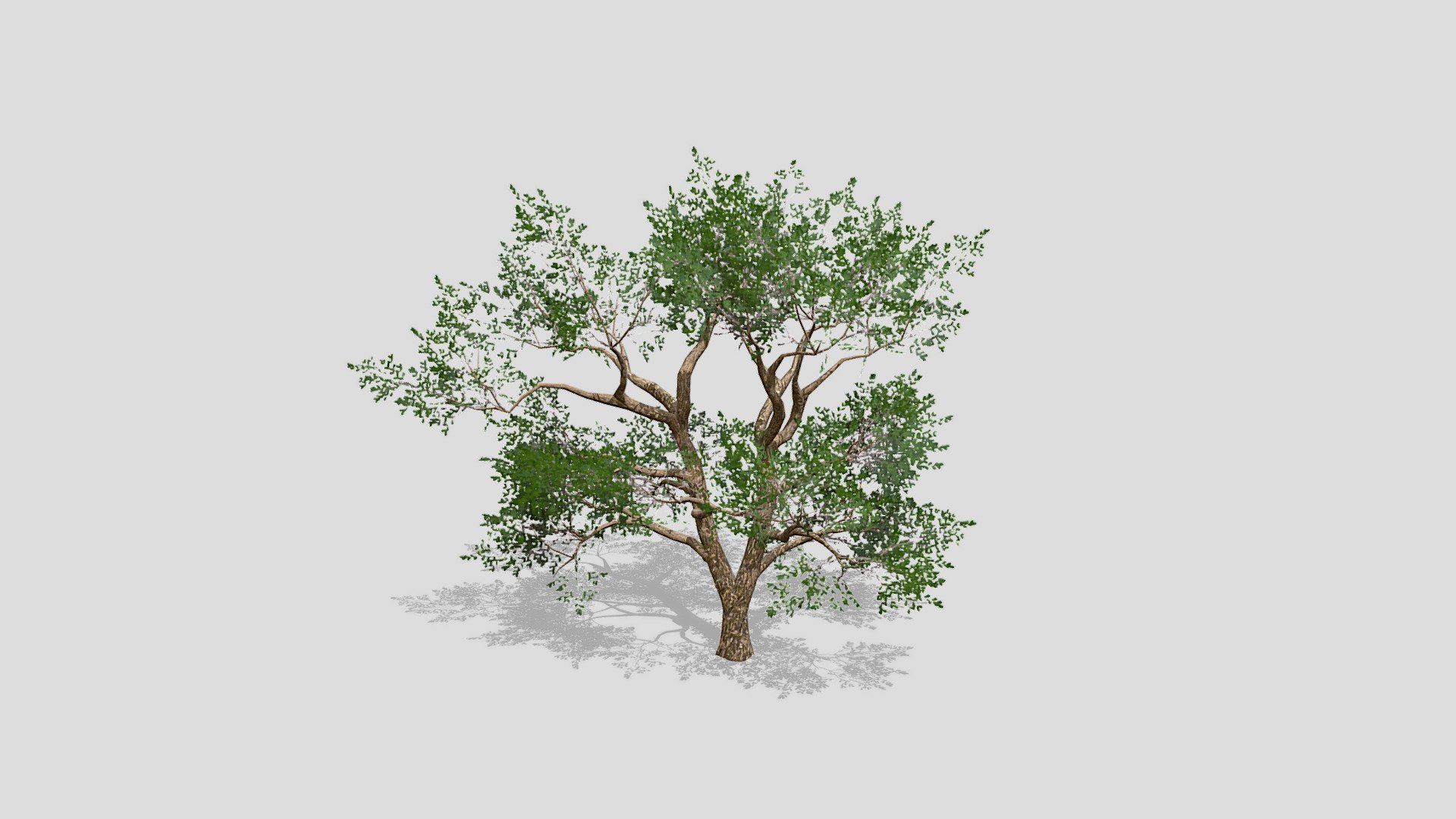 Oak tree - Download Free 3D model by evolveduk [6468dd4] - Sketchfab