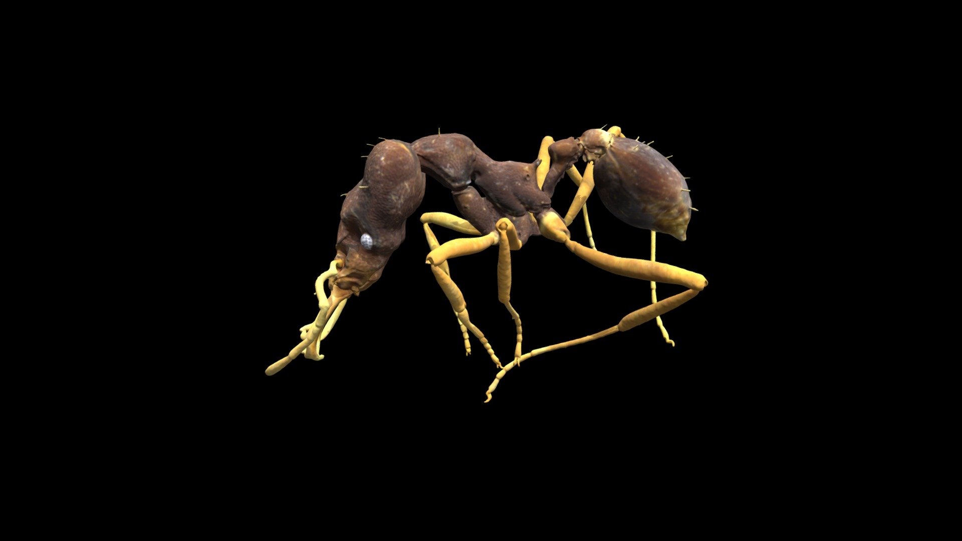 Strumigenys avatar - Download Free 3D model by e.sarnat [6470853 ...